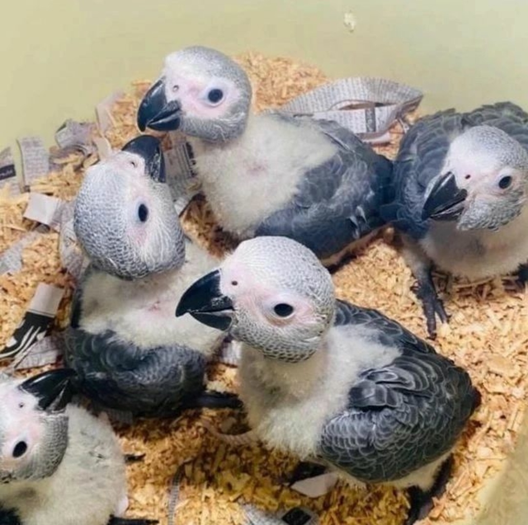 African parrot baby store