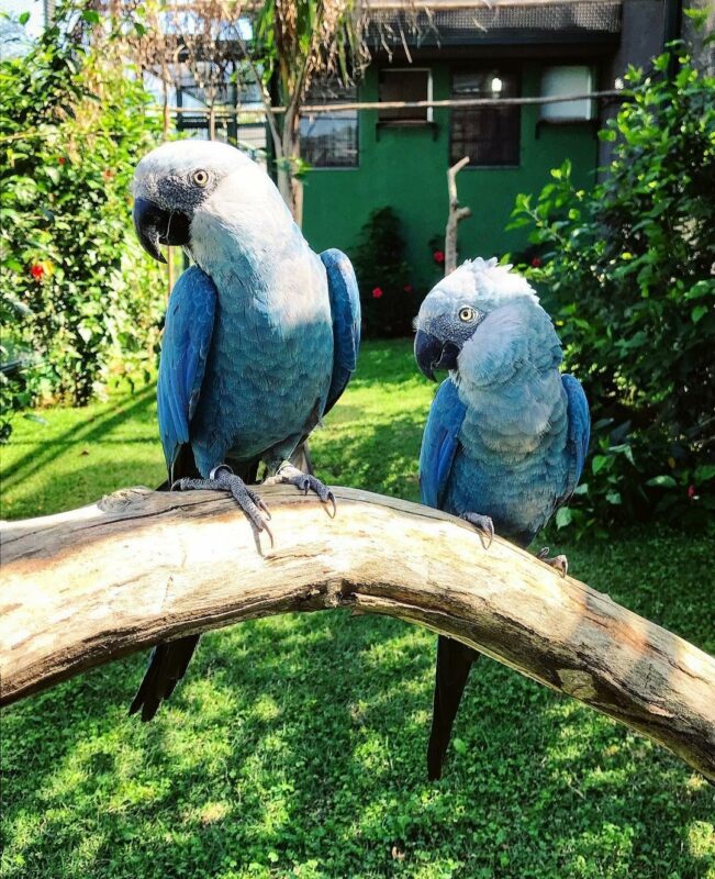 Spix's Macaw Parrots - Worldwide Exotic Parrots Farm